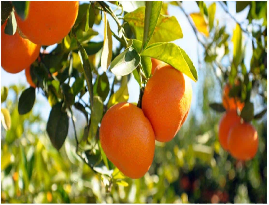 Les meilleurs conseils pour planter des agrumes dans votre jardin