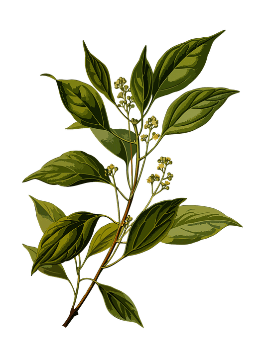 Ravintsara : perle de l'aromathérapie - Echo Web